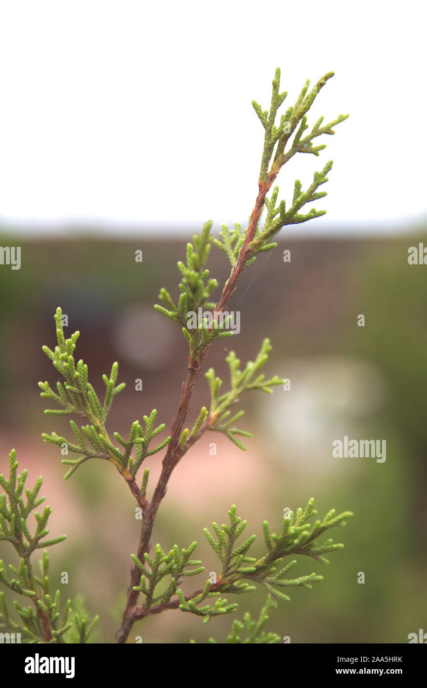 Detail of a branch of a juniperus turbinata ssp. canariensis, a native ...