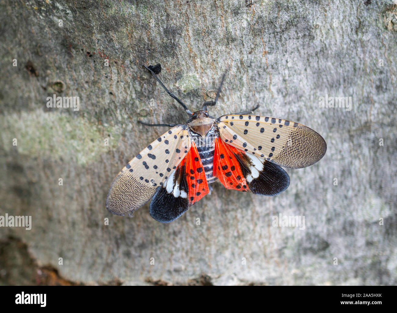 Top view of spotted lantern fly, Chester County, Pennsylvania Stock ...