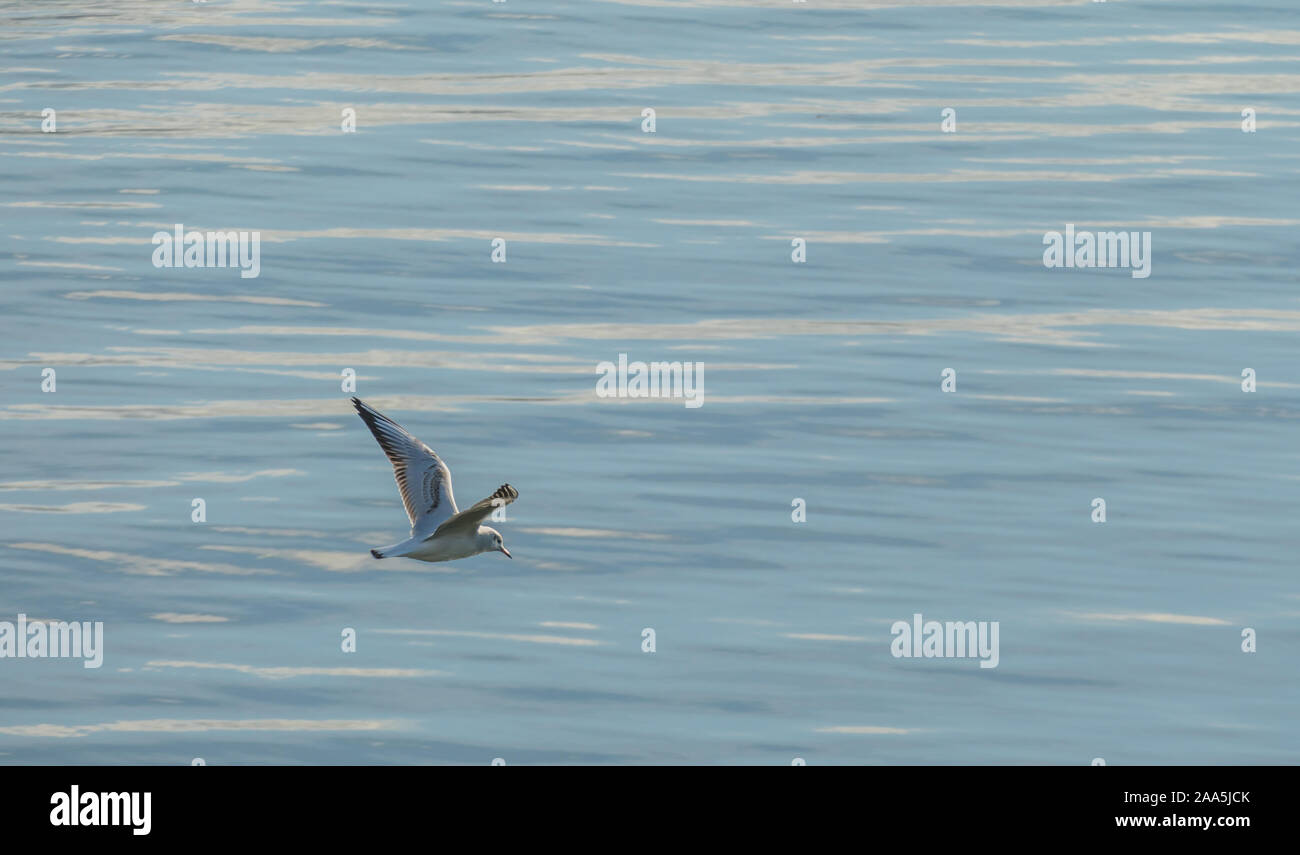 little gull flying over sea looking por fishes hydrocoloeus minutus ...