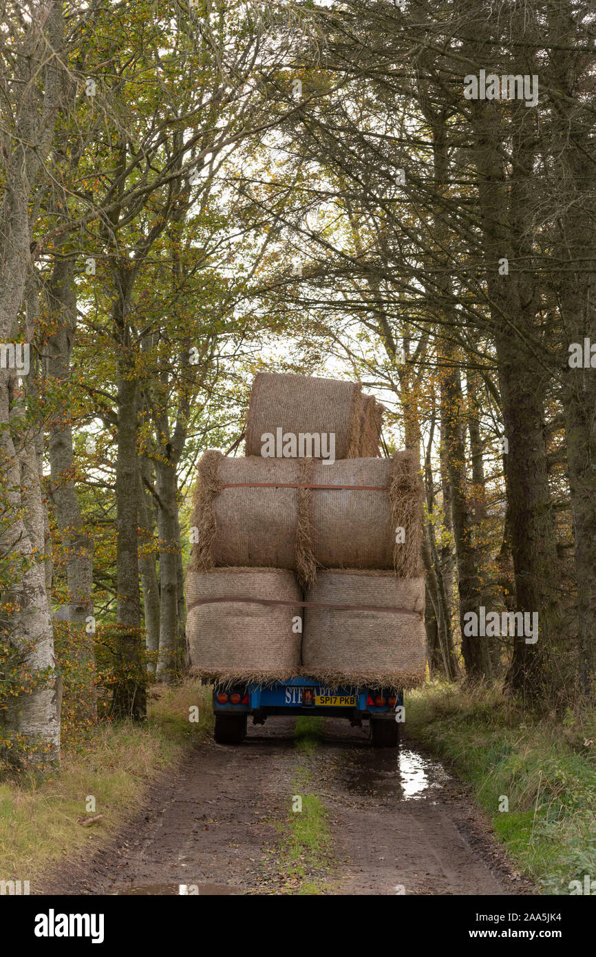 The Rear View of a Trailer Carrying Straw Bales Along a Farm Track in ...