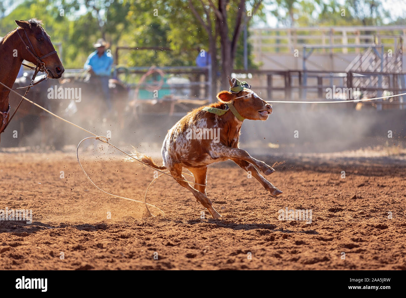 Calf being lassoed in a team calf roping event by cowboys at a country ...