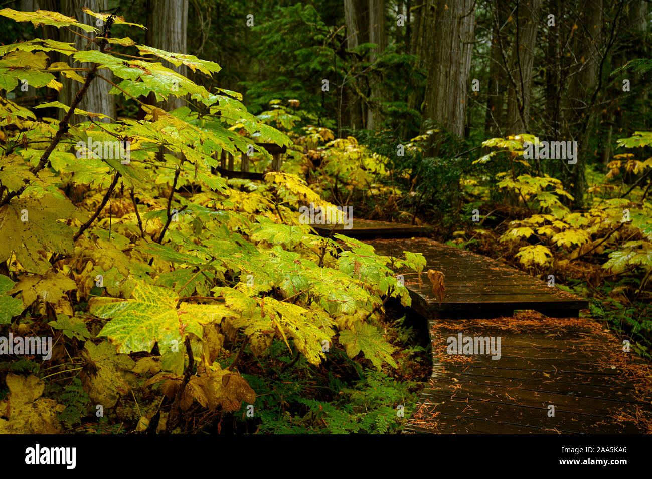 Close up photo of devil's club (Oplopanax horridus) leaves in fall ...