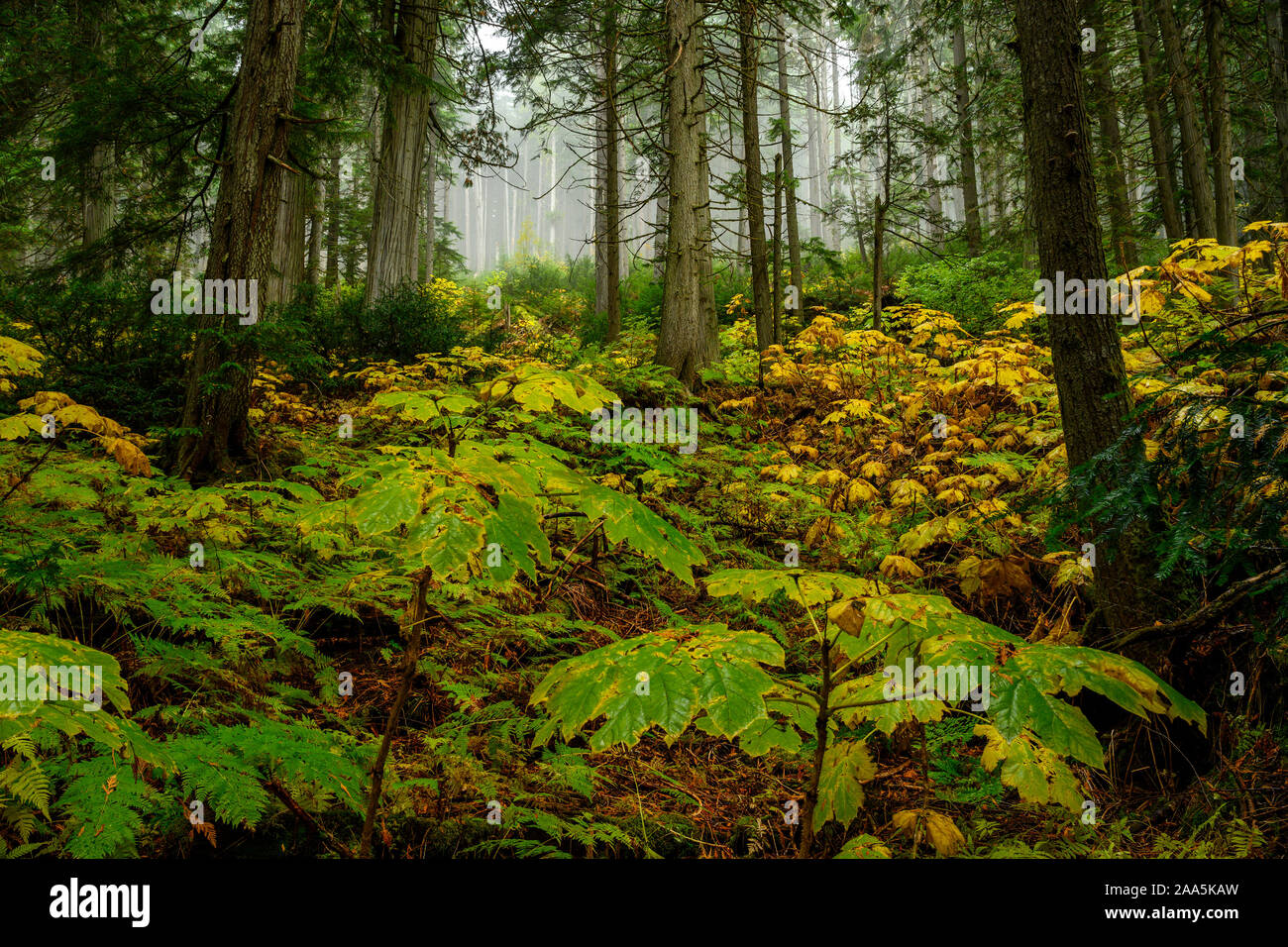 Close up photo of devil's club (Oplopanax horridus) leaves in fall ...