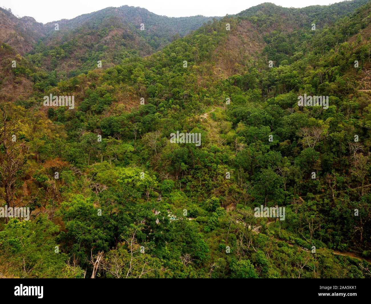 Dense jungle at Nandhour Valley, Kumaon Hills, Uttarakhand, India Stock ...
