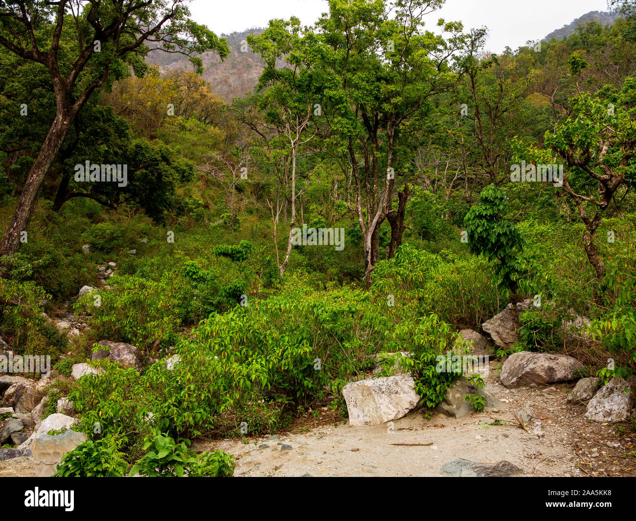 Dense jungle at Nandhour Valley, Kumaon Hills, Uttarakhand, India Stock ...
