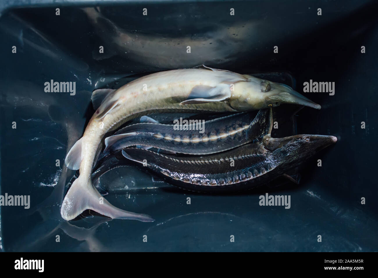 Fresh raw sturgeon fishes in blue bucket Stock Photo - Alamy