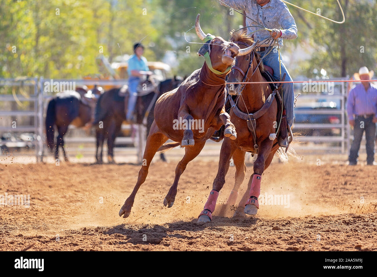Calf being lassoed in a team calf roping event by cowboys at a country ...