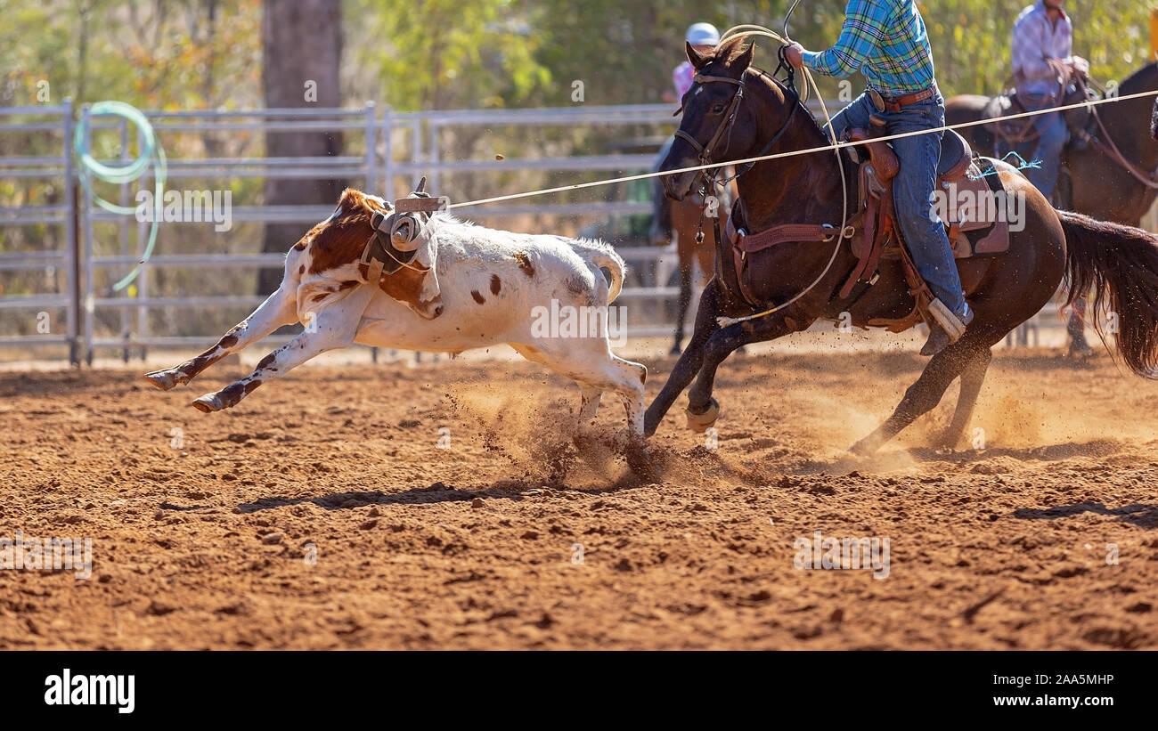 Calf being lassoed in a team calf roping event by cowboys at a country ...