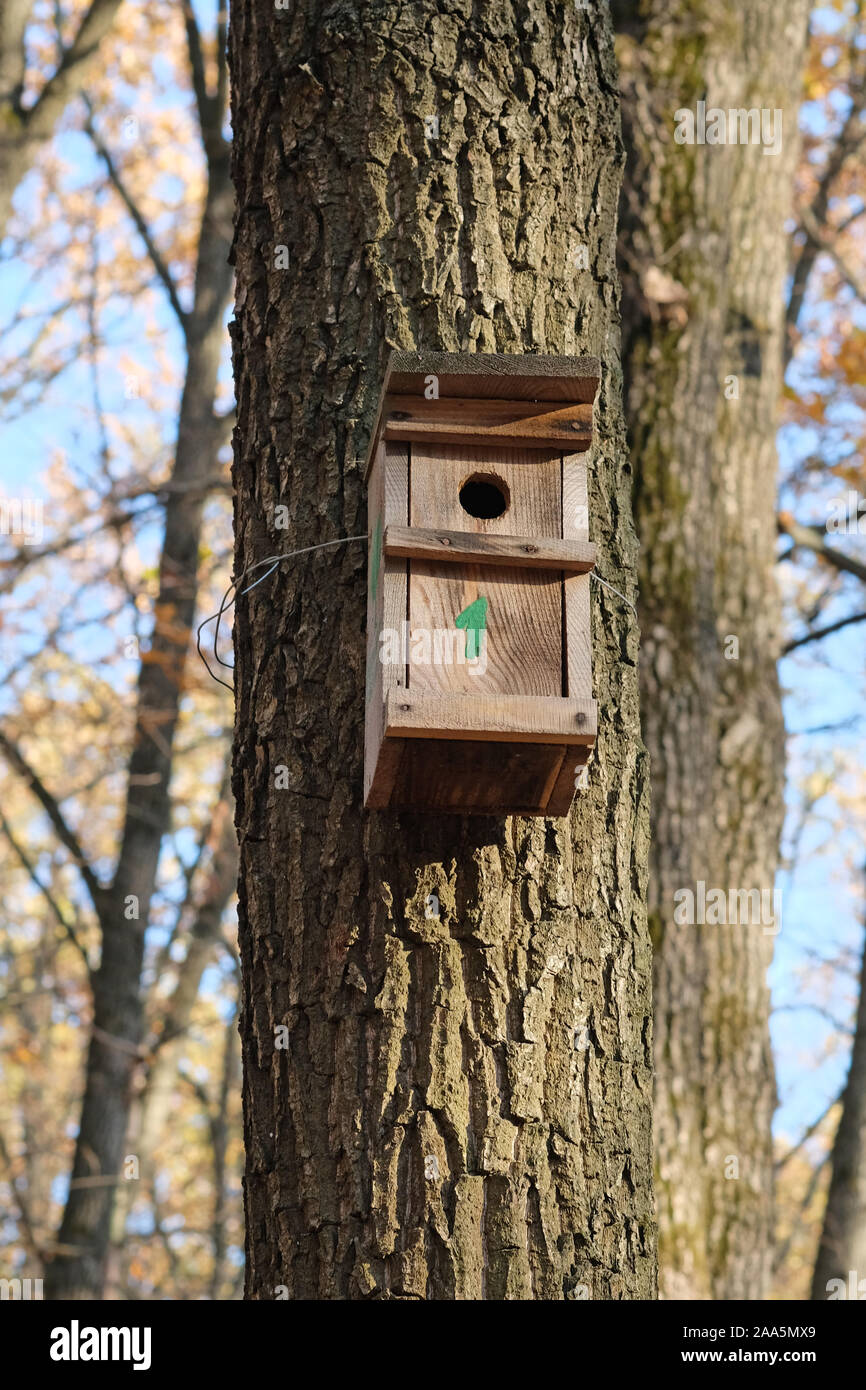 On the trunk of a large tree hangs a wooden birdhouse. Birdhouse on a ...
