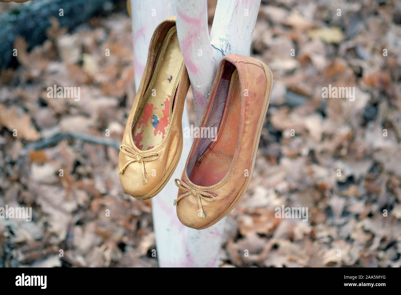 Old golden ballet shoes hang on a tree. In autumn park on a white trunk ...