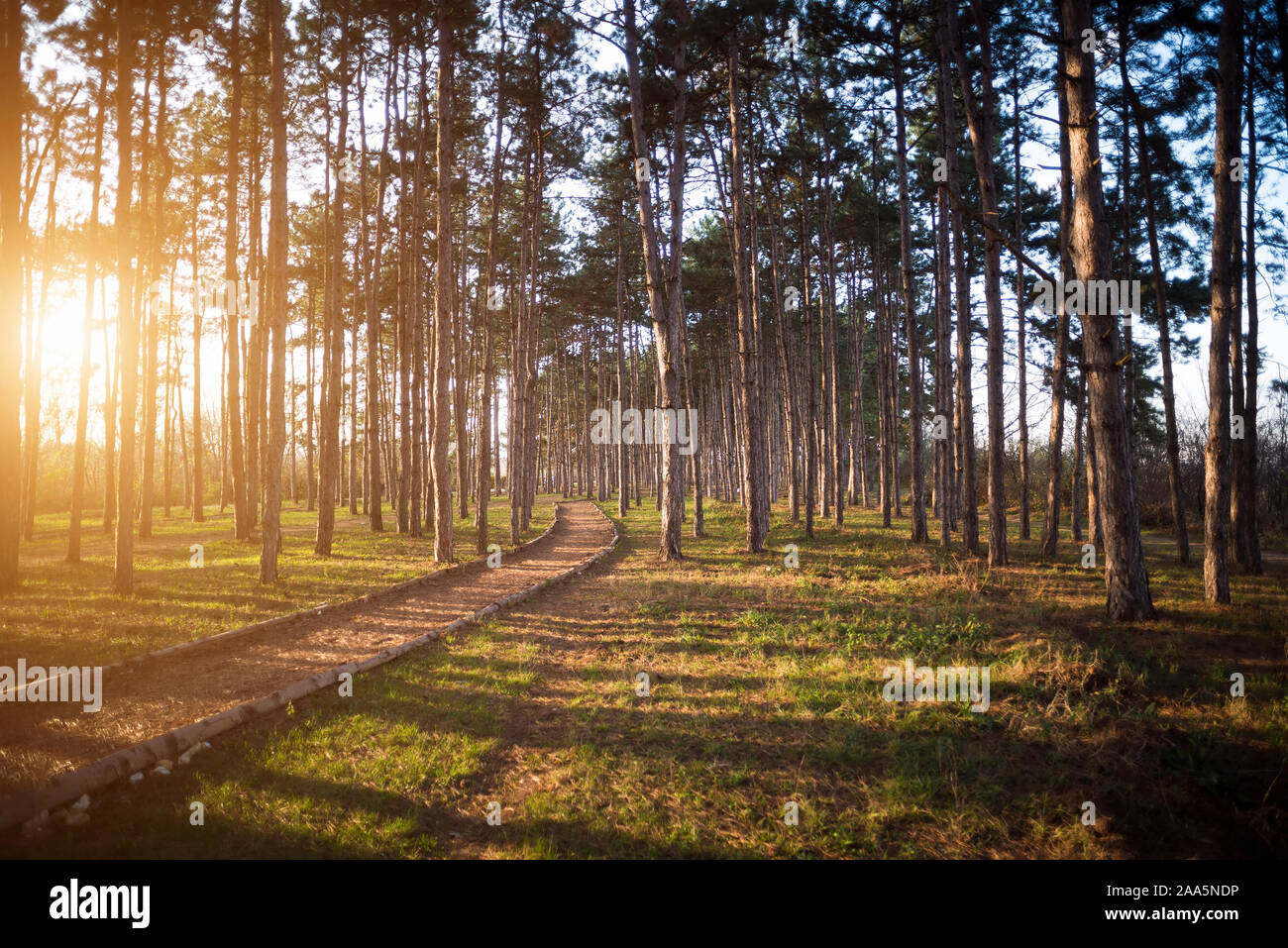 Path of pine trees hi-res stock photography and images - Alamy