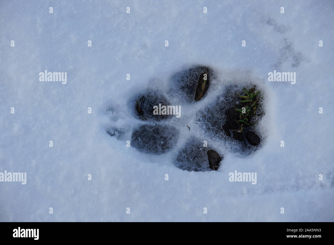 Wolf track hi-res stock photography and images - Alamy
