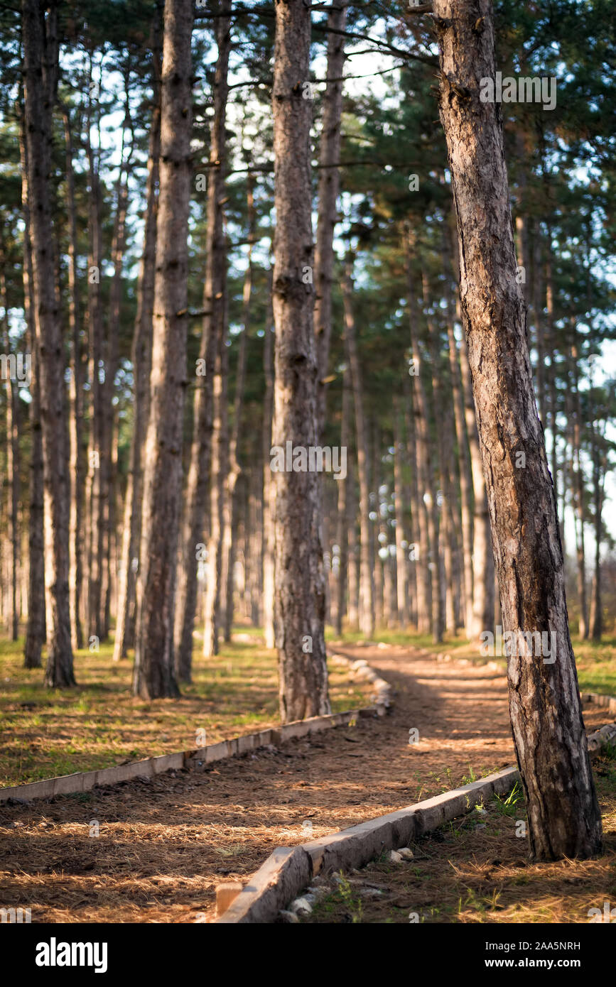 Running path hi-res stock photography and images - Alamy
