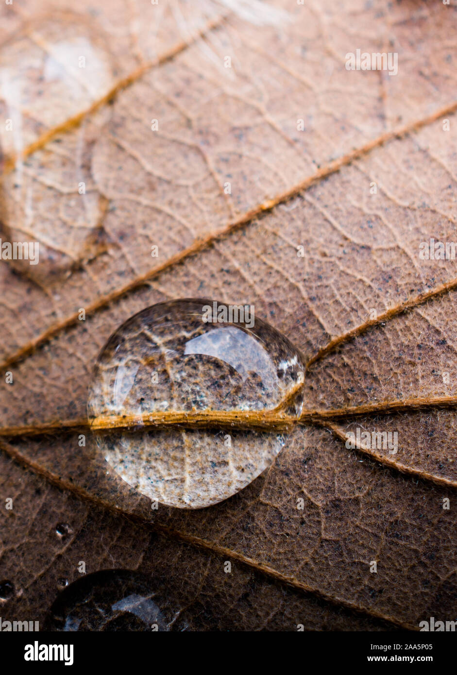 Round water drops in close-up view on a dry leaf Stock Photo - Alamy
