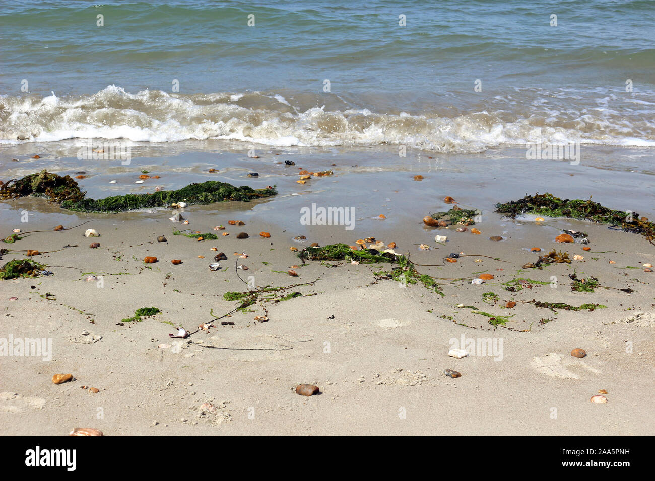 Beach Shoreline. Closeup of gentle waves on the shore with seaweed ...