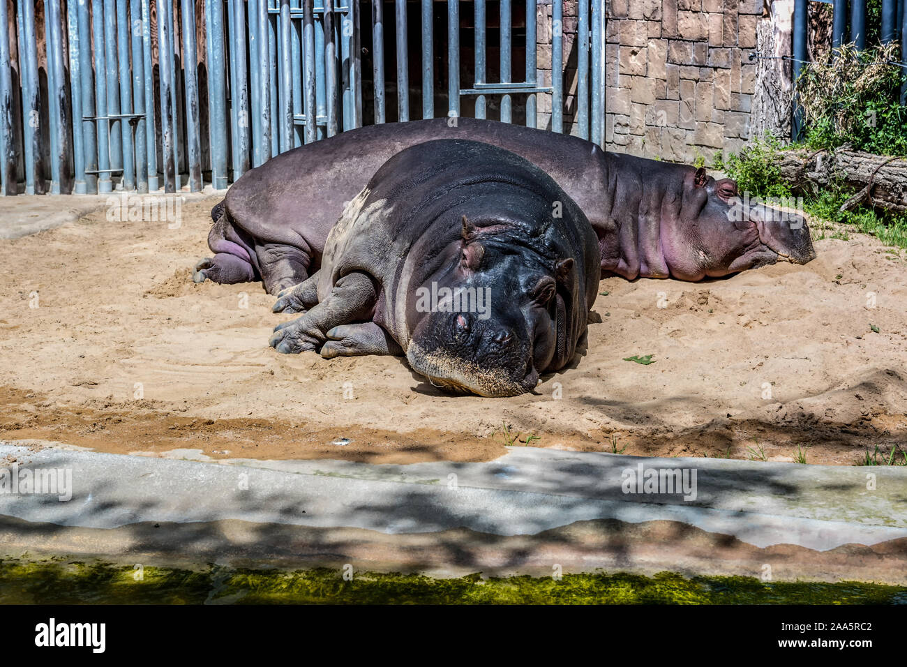 Closeup of hippo or hippopotamus sleeping on the ground with outdoor ...