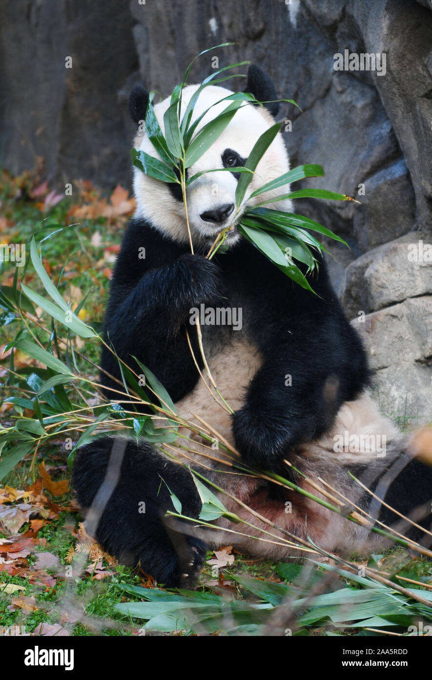 Washington, USA. 19th Nov, 2019. U.S.-born male giant panda Bei Bei is ...