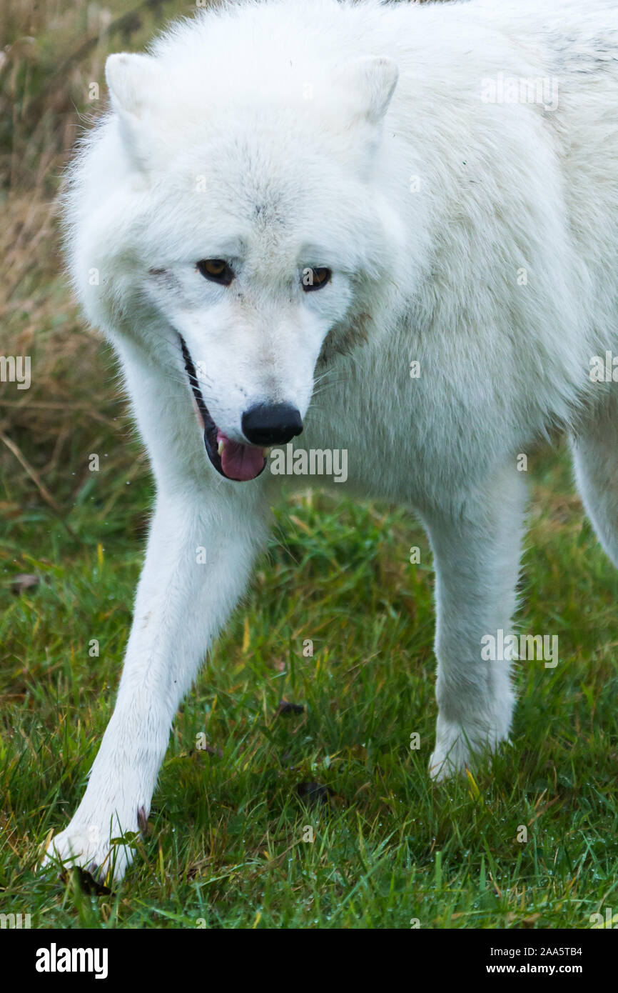 White coated captive Artic Wolf (Canis Lupus Arctos) also known as a ...