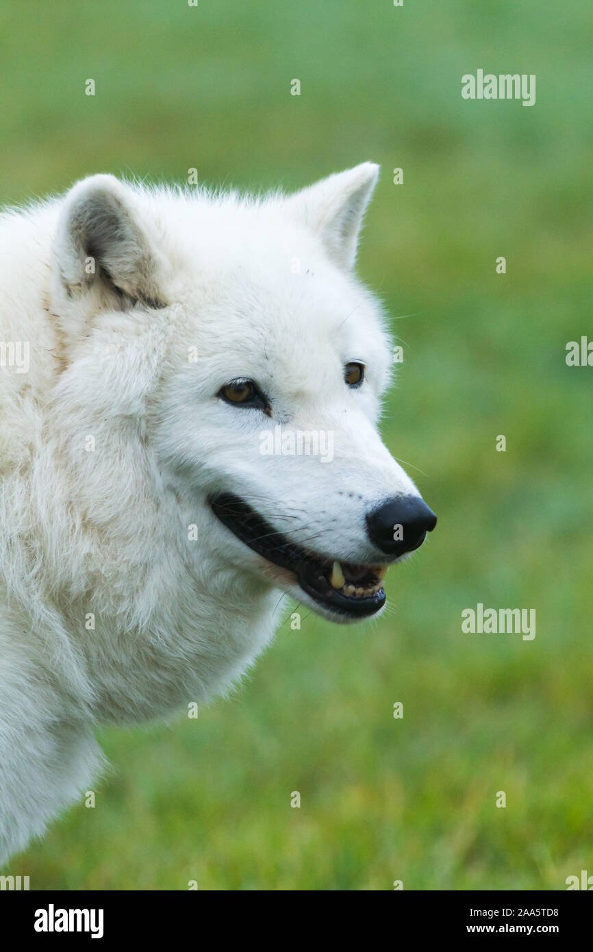 White coated captive Artic Wolf (Canis Lupus Arctos) also known as a ...