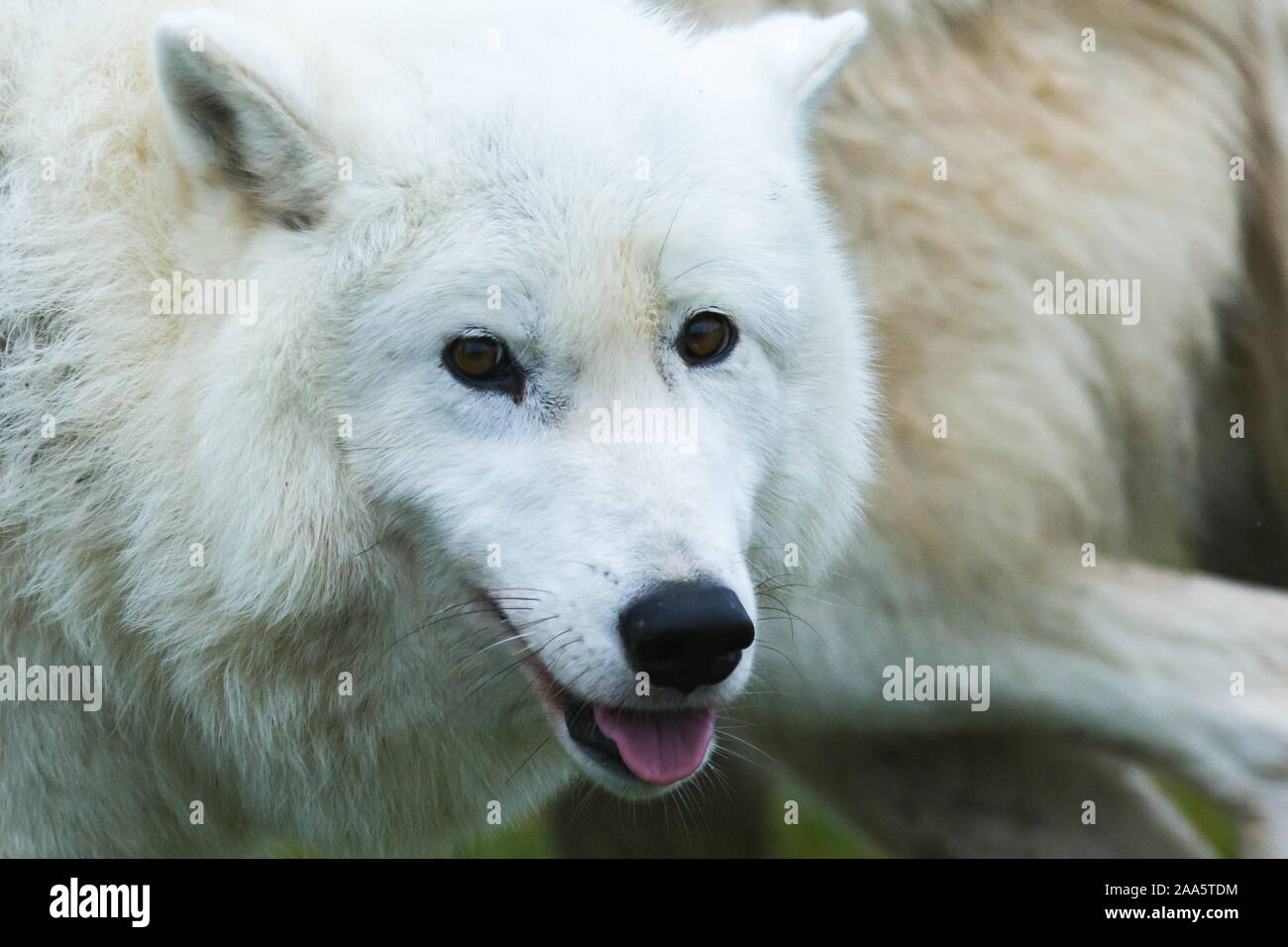 White coated captive Artic Wolf (Canis Lupus Arctos) also known as a ...