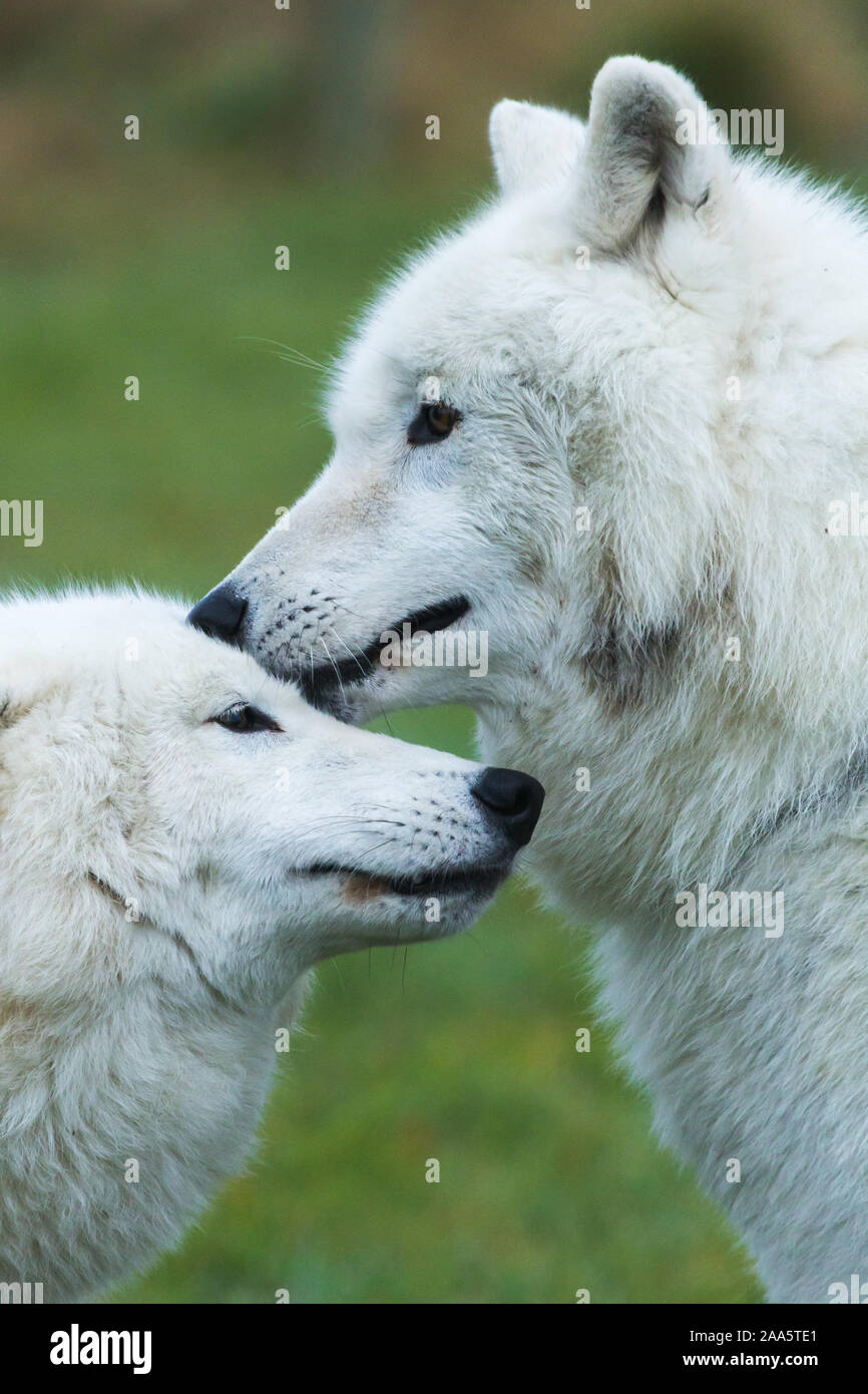 White coated captive Artic Wolfs (Canis Lupus Arctos) also known as ...