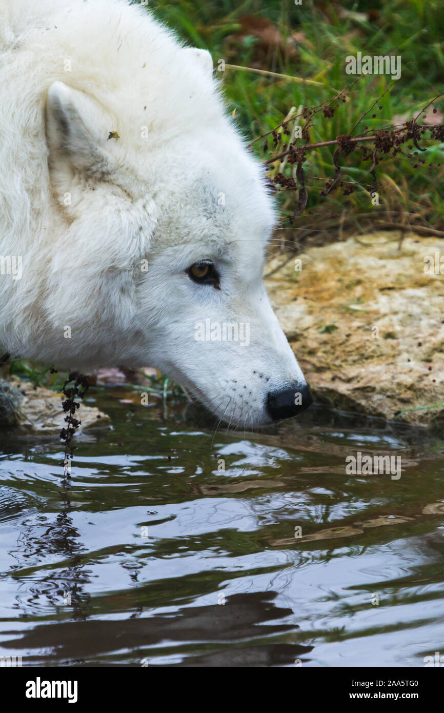 White coated captive Artic Wolf (Canis Lupus Arctos) also known as a ...
