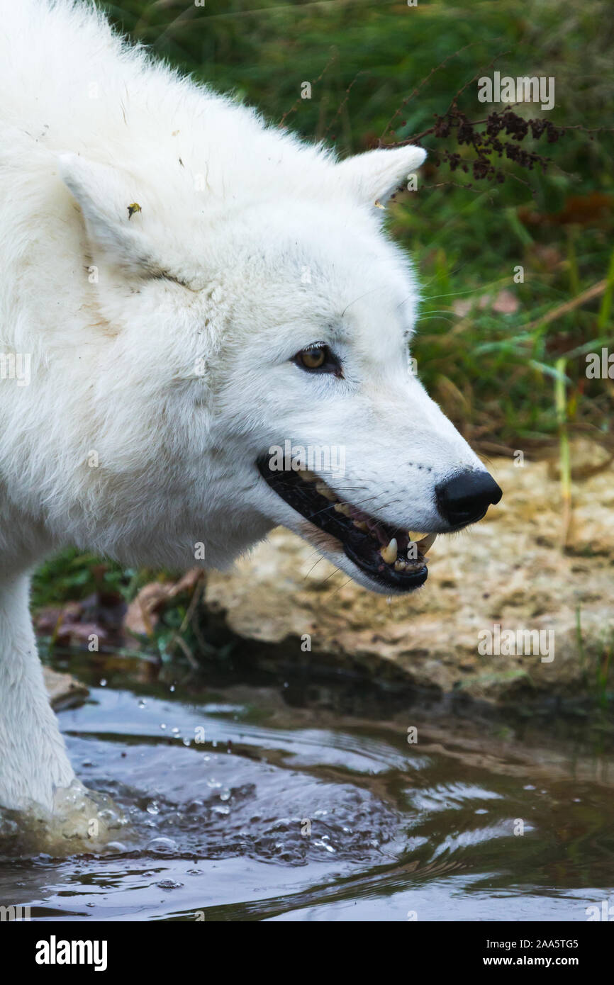 White coated captive Artic Wolf (Canis Lupus Arctos) also known as a ...