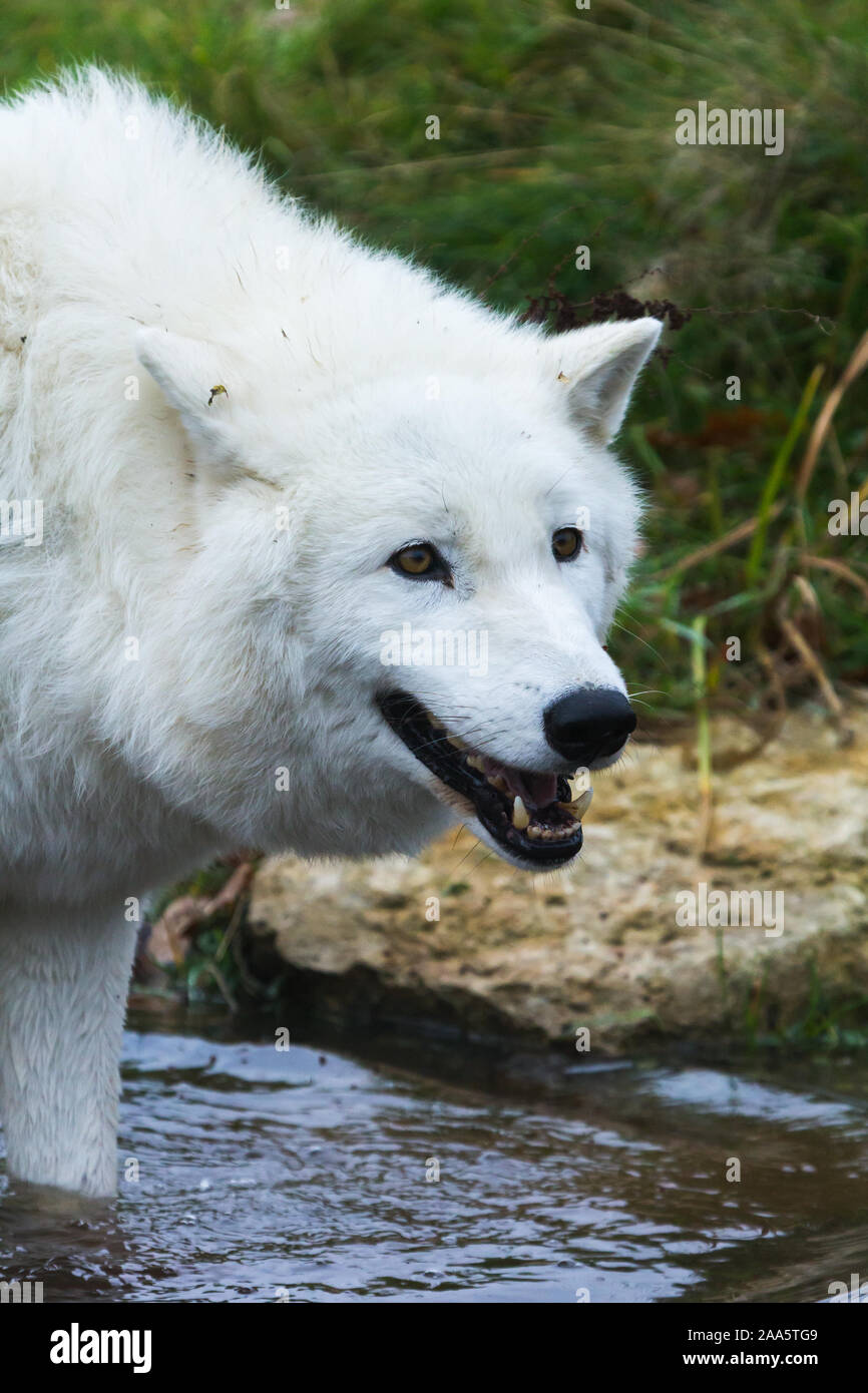White coated captive Artic Wolf (Canis Lupus Arctos) also known as a ...