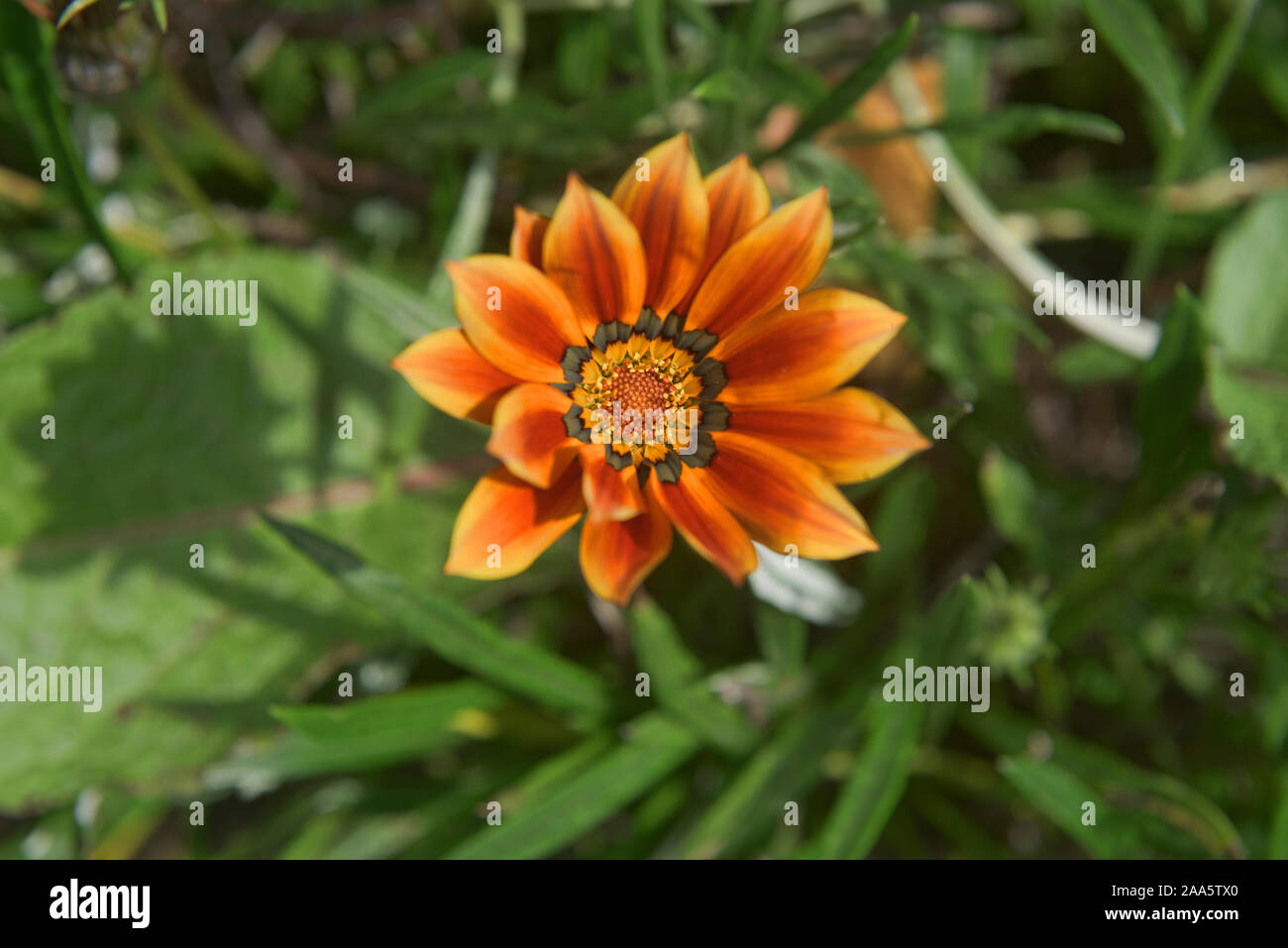Beautiful treasure flower (Gazania rigens) Quito Botanical Gardens ...