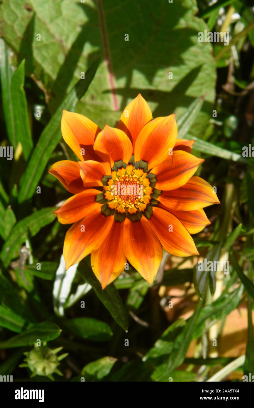 Beautiful treasure flower (Gazania rigens) Quito Botanical Gardens ...