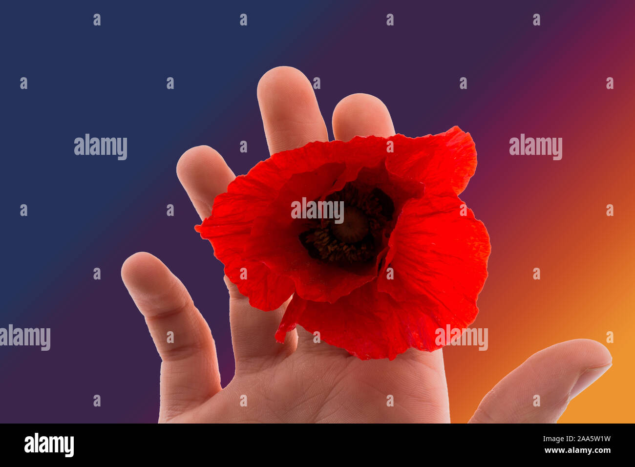 Hand holding a Red Poppy on a white background Stock Photo - Alamy