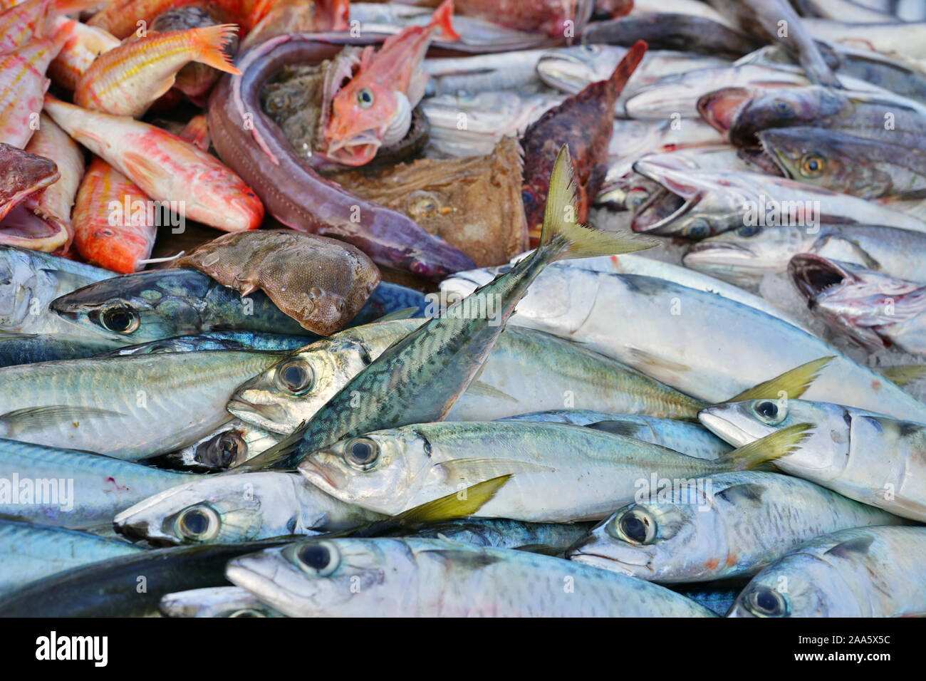 Fresh fish for making bouillabaisse soup for sale at a fish market on ...