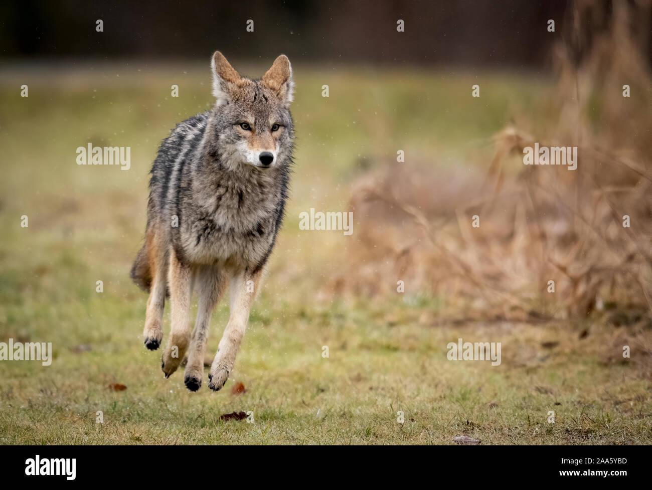 Banff coyote hi-res stock photography and images - Alamy