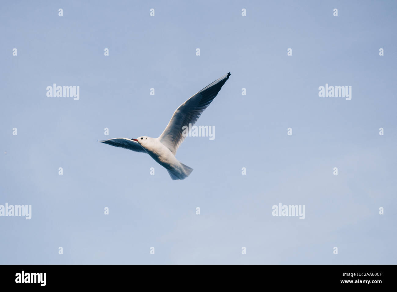 Single seagull flying in the sky in view Stock Photo - Alamy