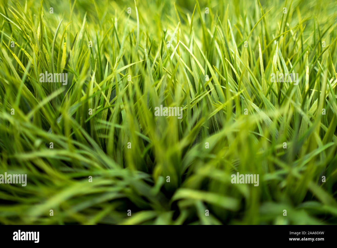 Artificial environment hi-res stock photography and images - Alamy