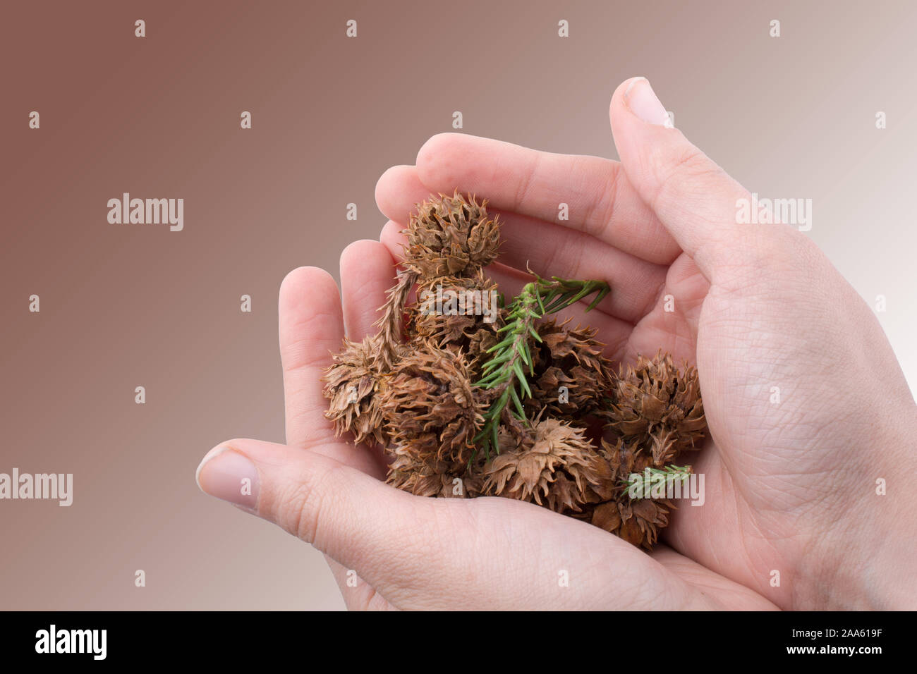 Hand holding brown pods, capsules in hand on a white background Stock ...