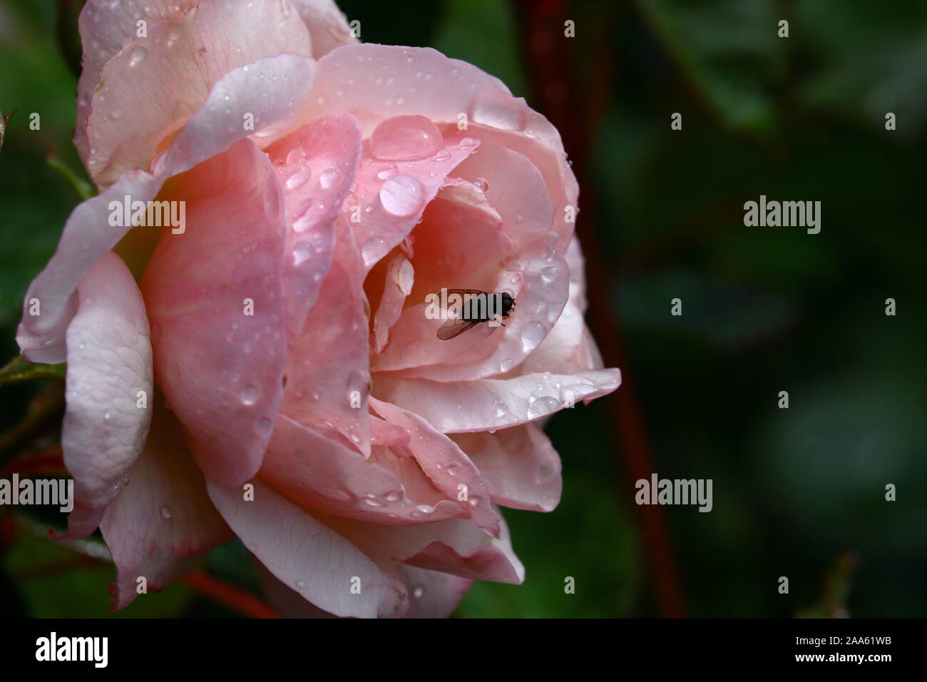 Rose Penelope: Hybrid Musk, semi-double, creamy pink paling to white ...