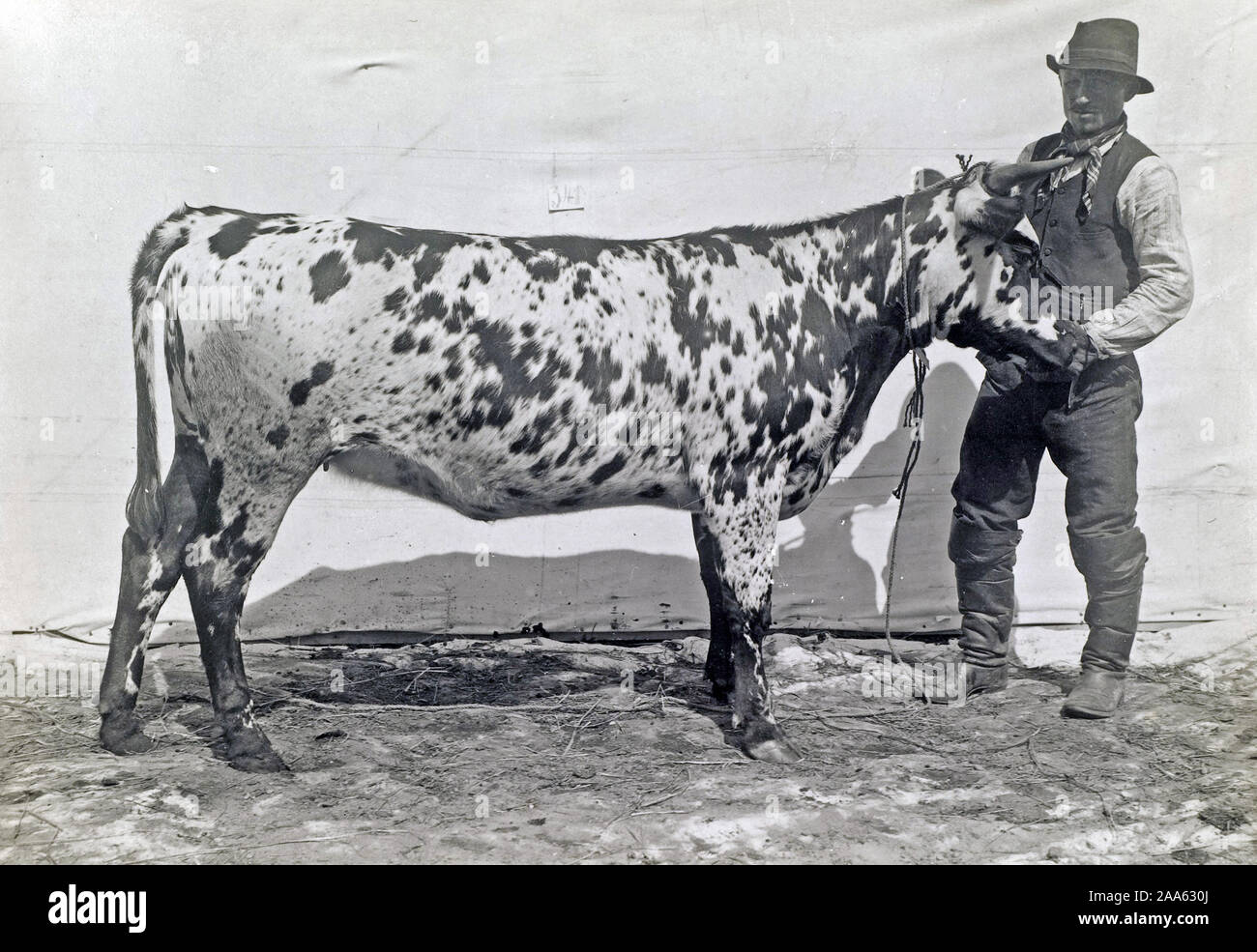Late 1800s Cow High Resolution Stock Photography and Images - Alamy