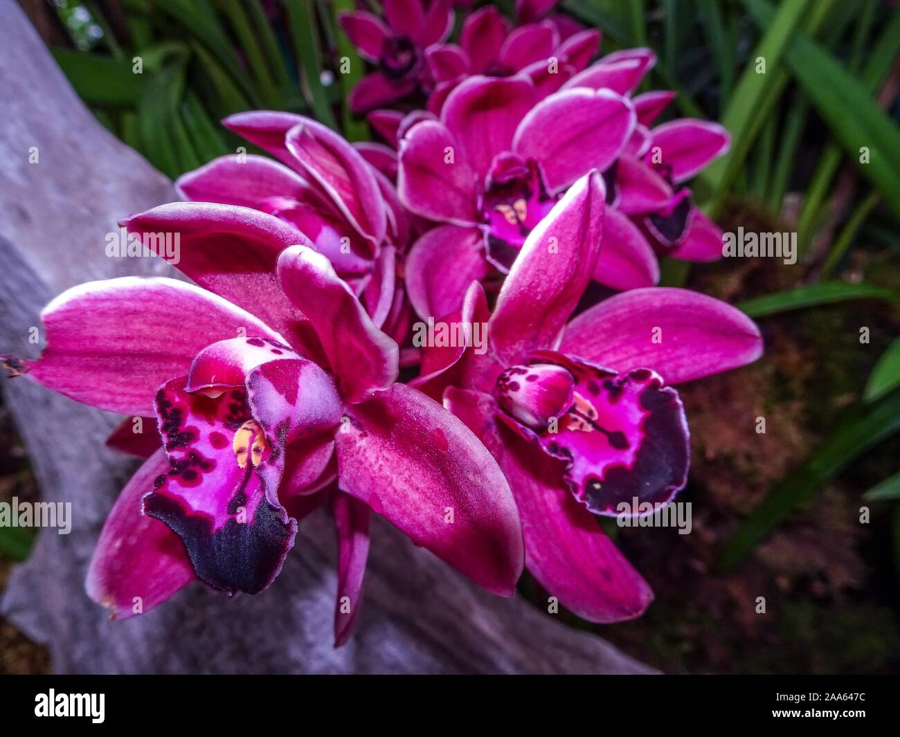 pretty purple orchids Stock Photo - Alamy