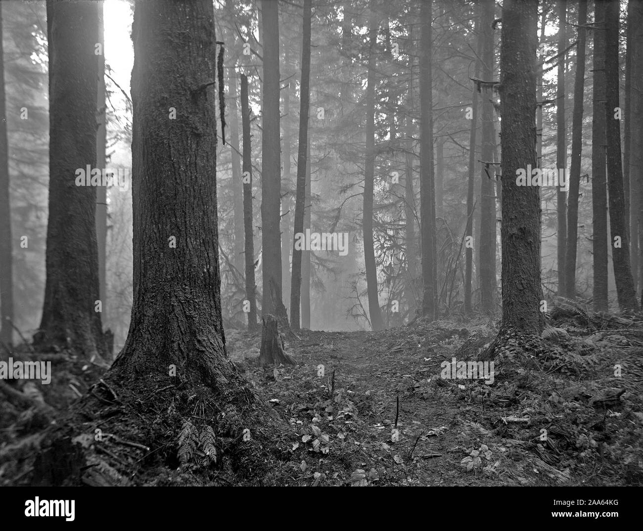 Virgin Forest in Stanley Park, Vancouver, B.C. ca. 1912 Credit: UBC ...