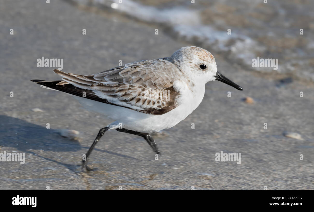 Sanderling running hi-res stock photography and images - Alamy