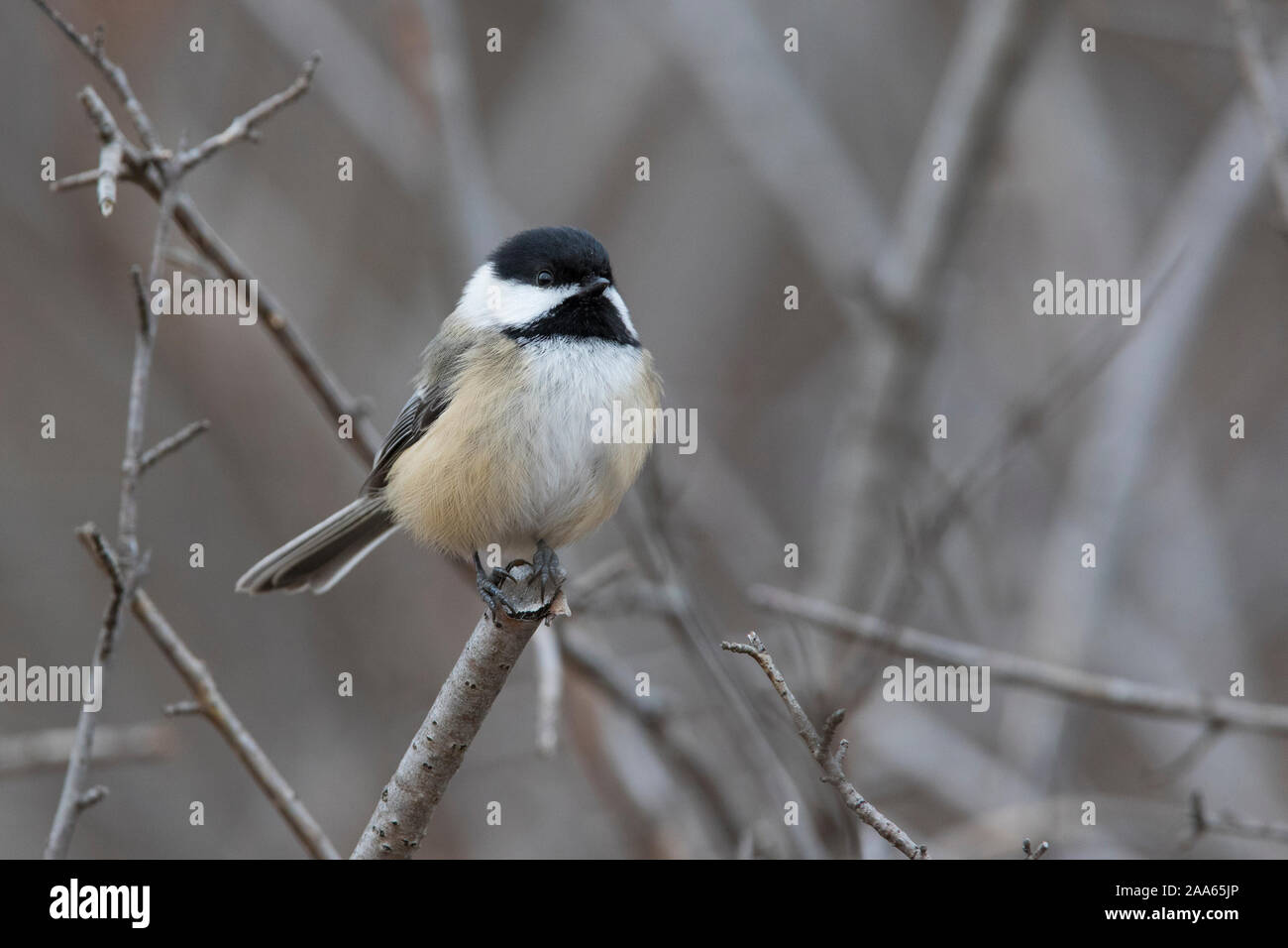 Male Chickadee High Resolution Stock Photography and Images - Alamy