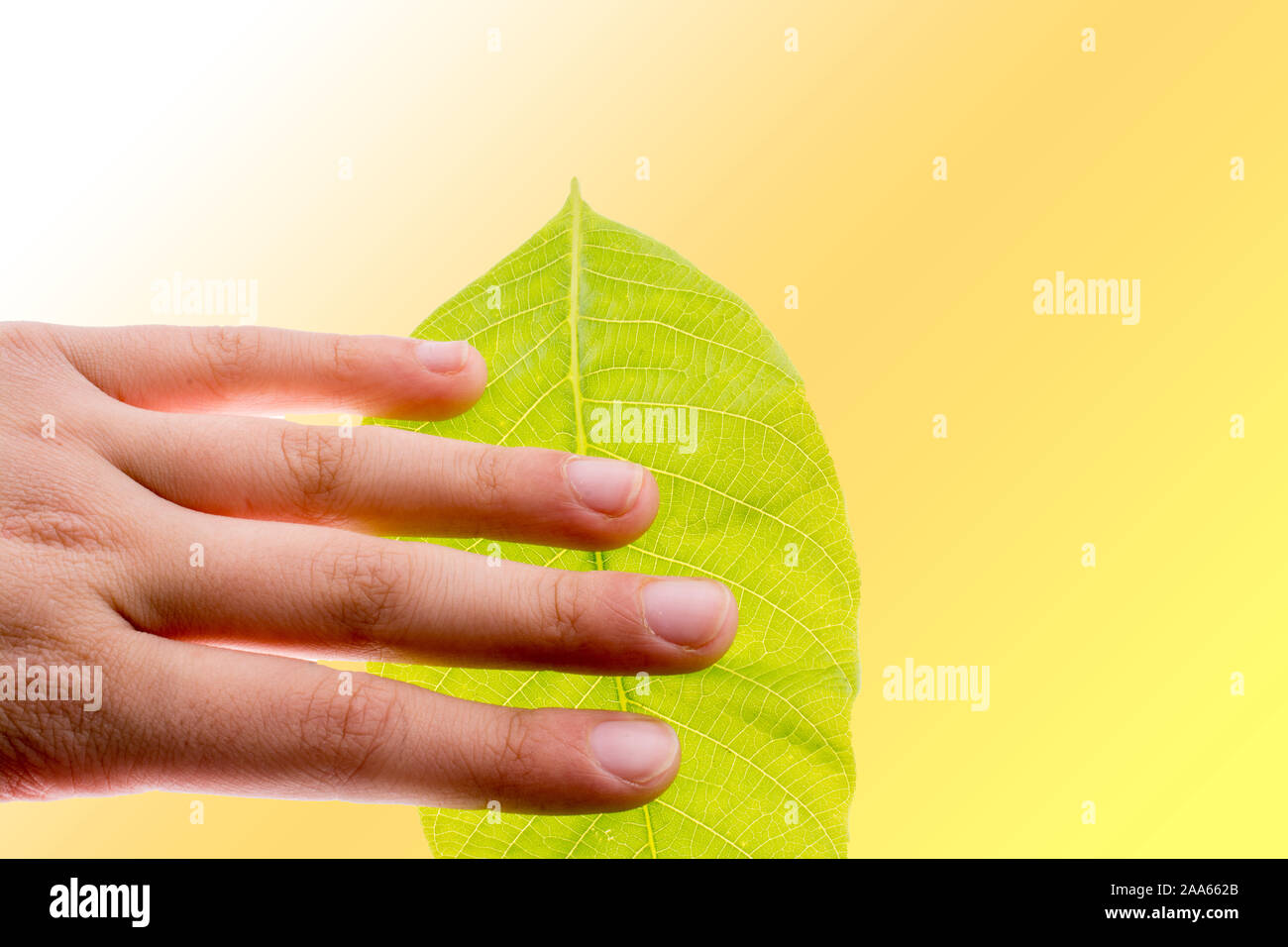 Hand holding a green leaf on a white background Stock Photo - Alamy