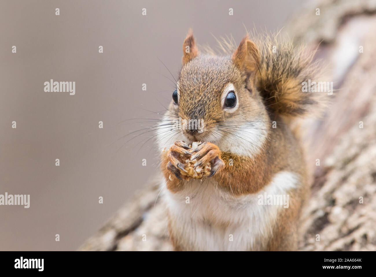 Male Red Squirrel High Resolution Stock Photography and Images - Alamy