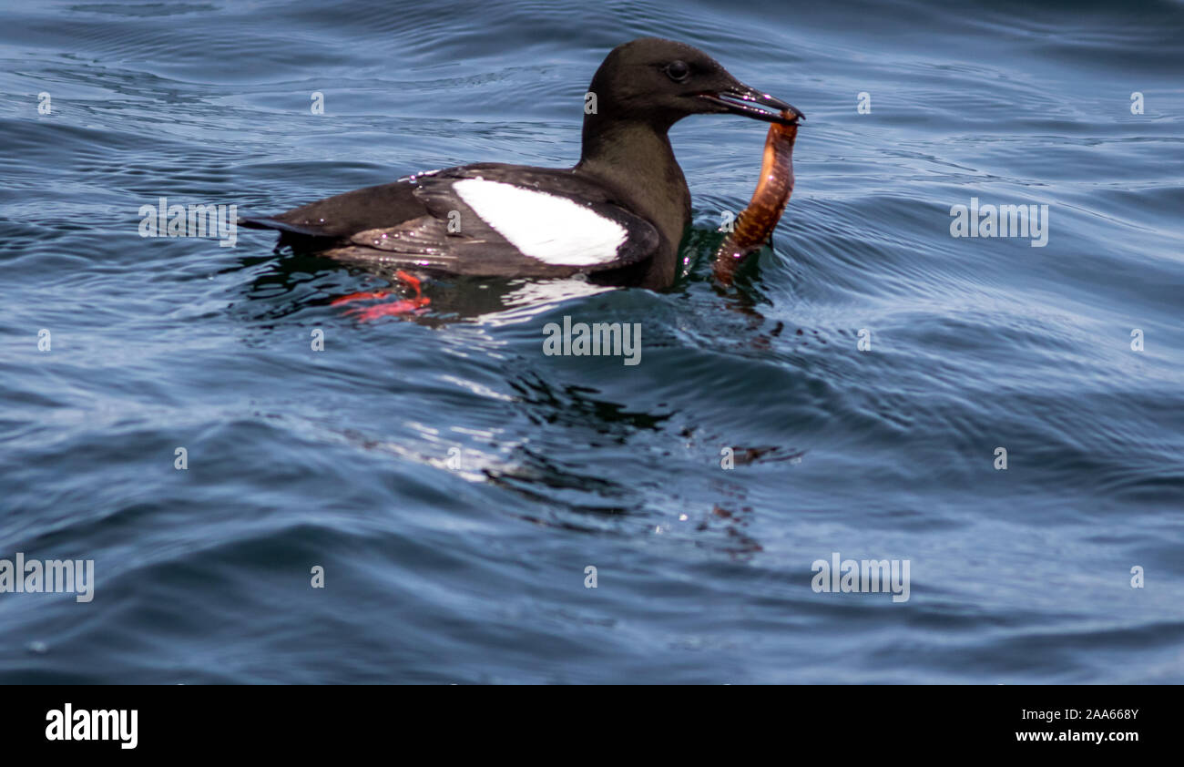 Black Guillemot, Cepphus grylle, with rock gunnel fish in water off the ...