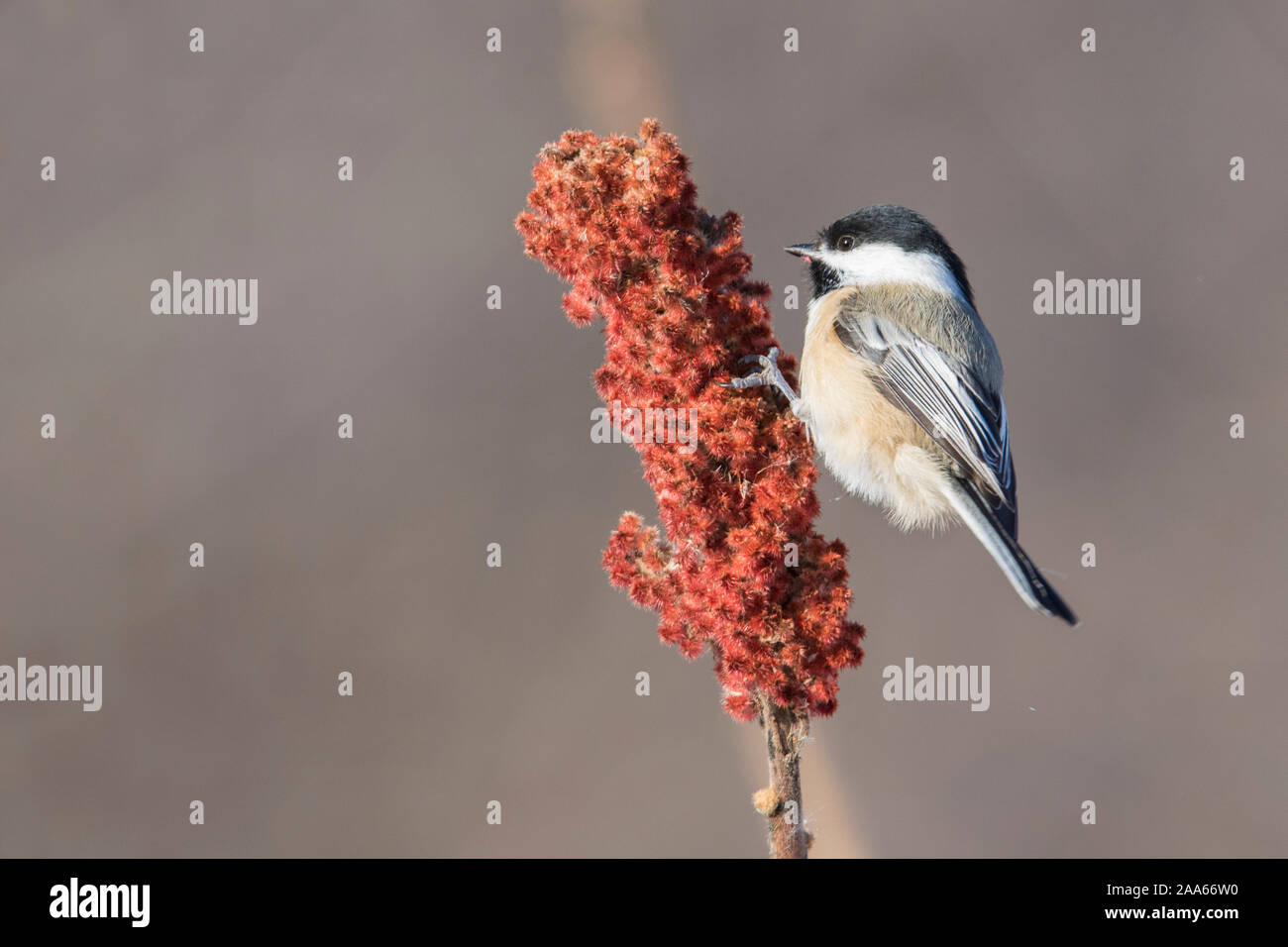 black-capped chickadee (Poecile atricapillus) in winter in winter Stock ...