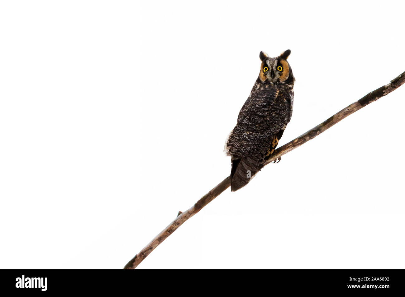 Lesser horned owl Cut Out Stock Images & Pictures - Alamy