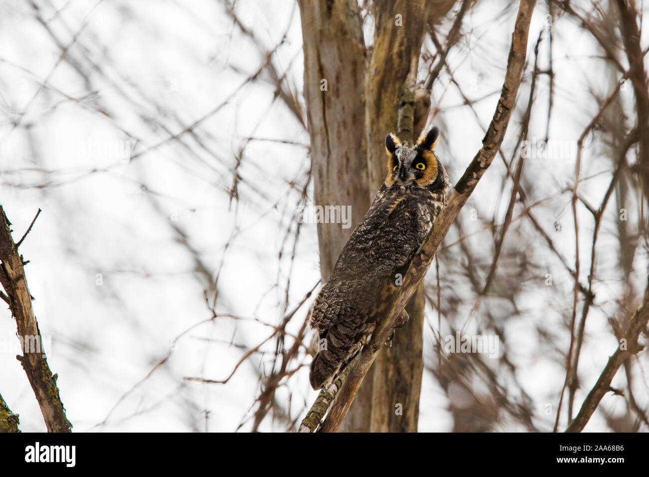 Lesser horned owl hi-res stock photography and images - Alamy