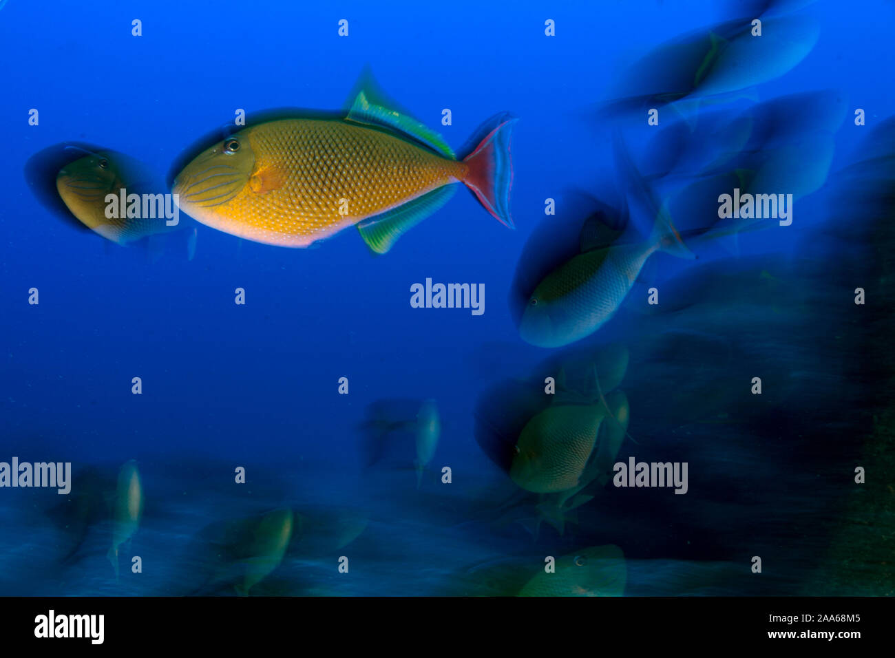 School of triggerfish in slow shutter speed in Socorro Island ...