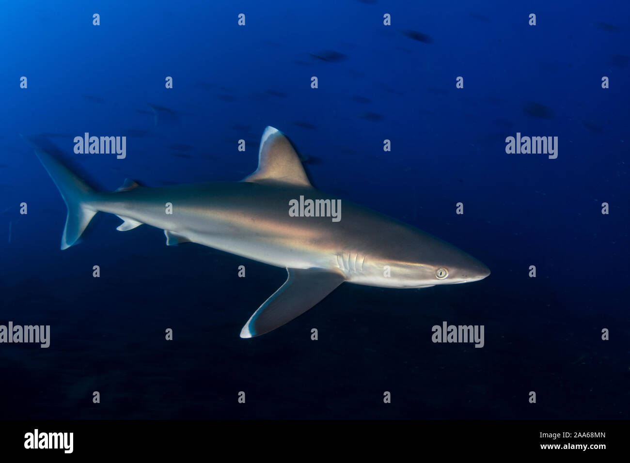 Silver Tip Reef Shark